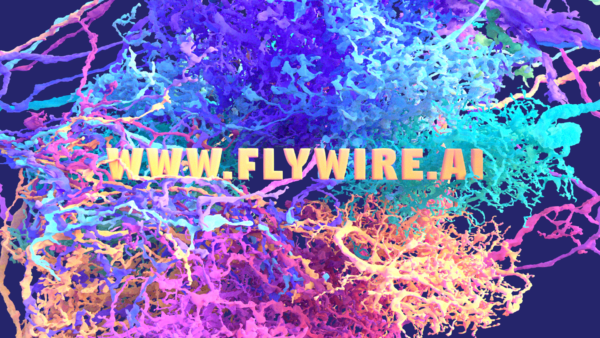 FlyWire Blog - An open community for whole brain connectomics.
