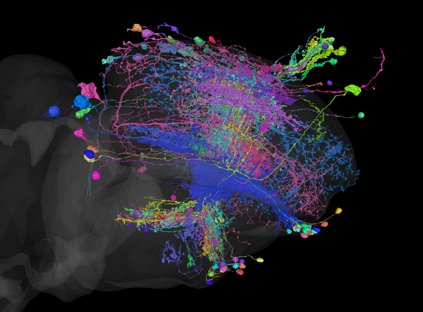 FlyWire Blog - Page 2 of 2 - An open community for whole brain ...