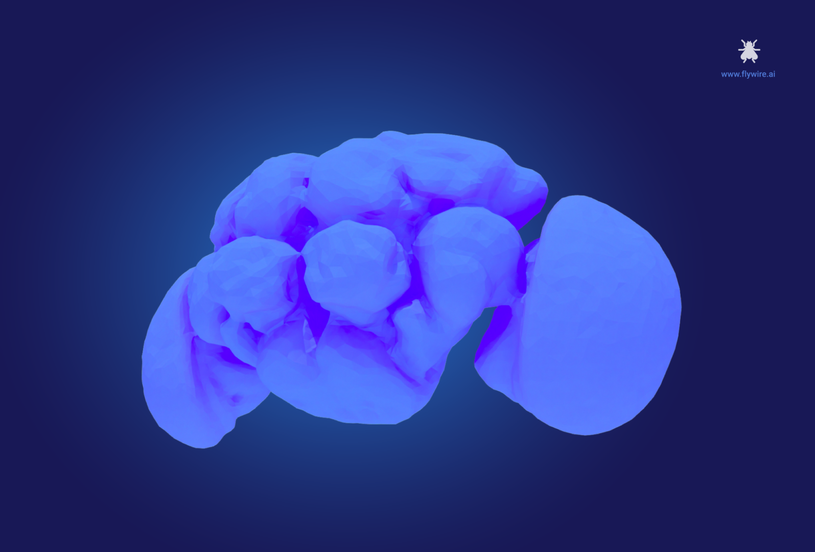 FlyWire Blog - An open community for whole brain connectomics.