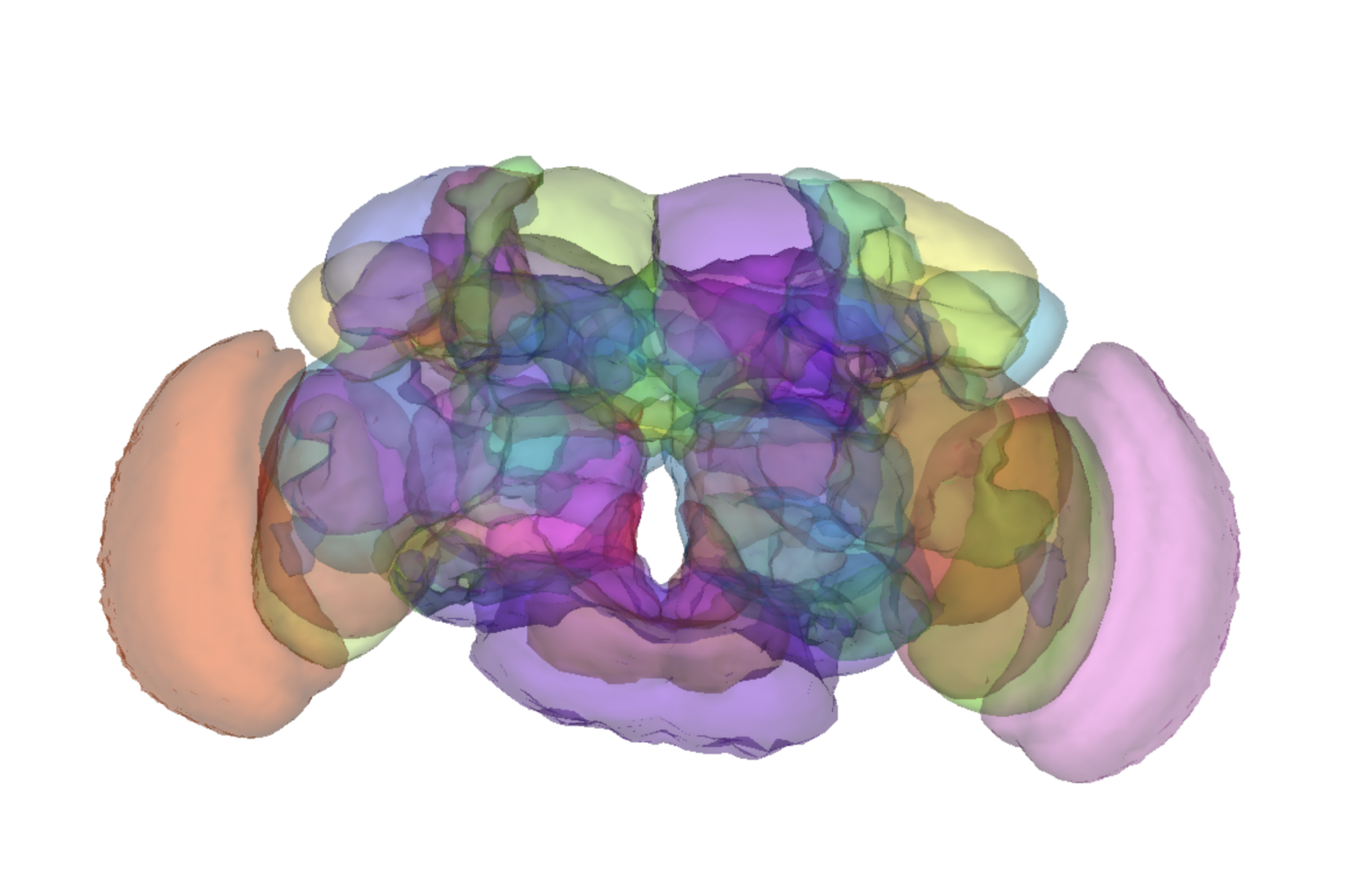 FlyWire Blog - An open community for whole brain connectomics.