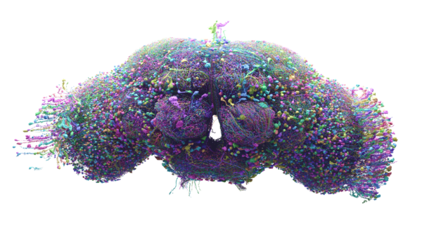 FlyWire Blog - An open community for whole brain connectomics.